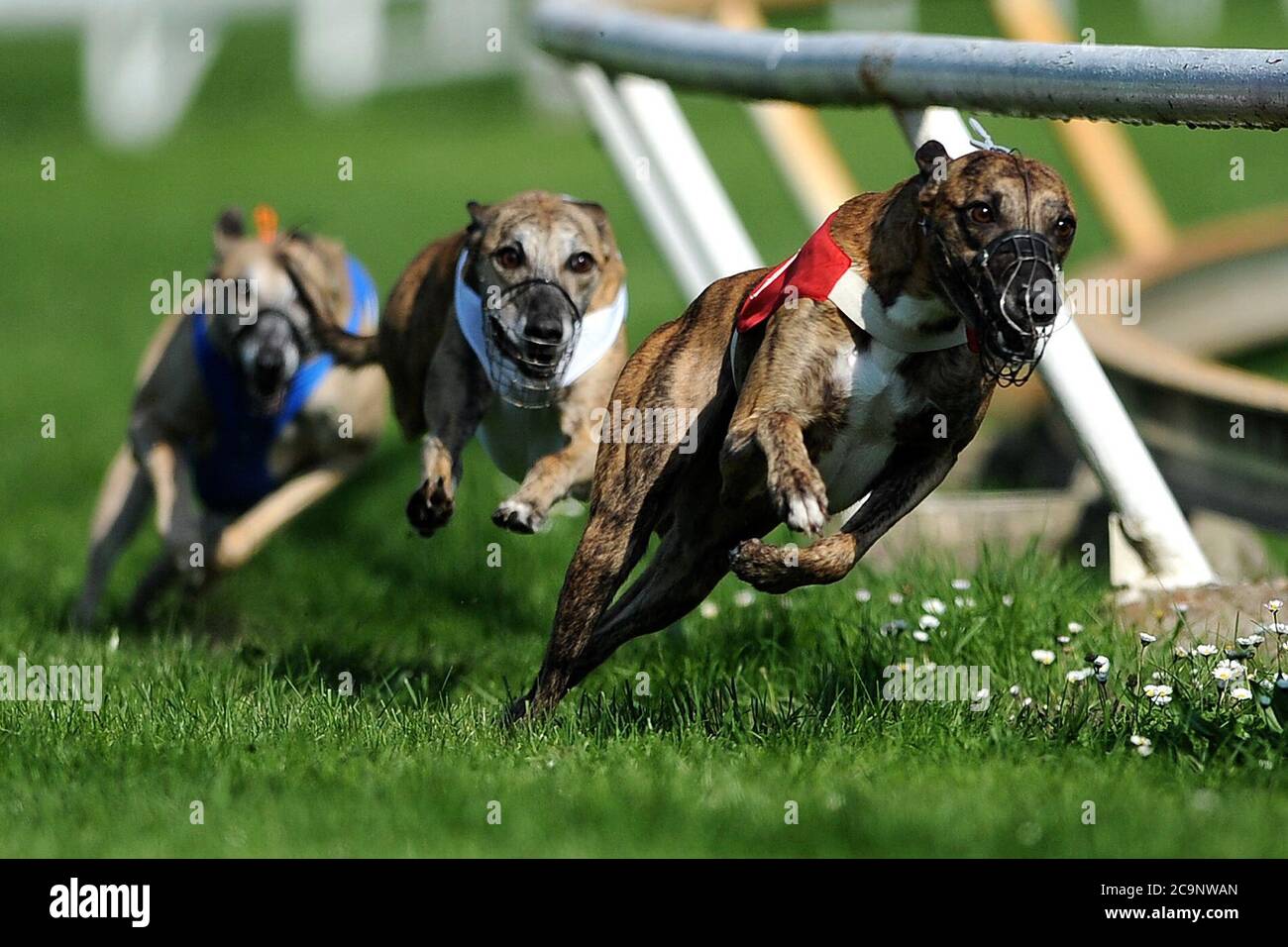 How Greyhounds Are Trained To Race