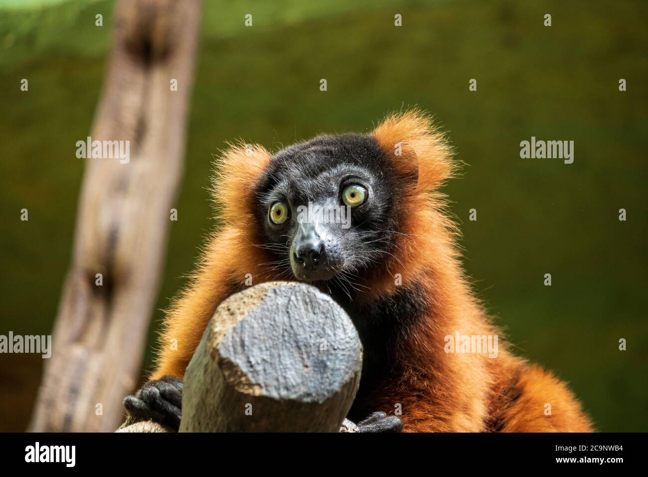 Animals at the Polish Zoo Stock Photo - Alamy