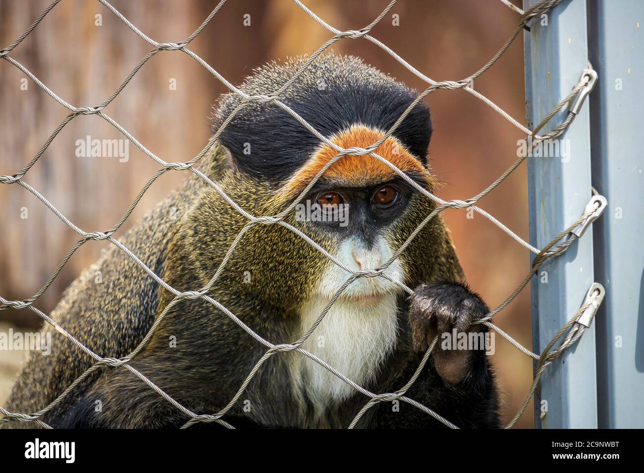 Animals at the Polish Zoo Stock Photo - Alamy