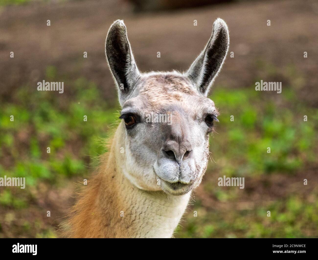 Animals at the Polish Zoo Stock Photo - Alamy