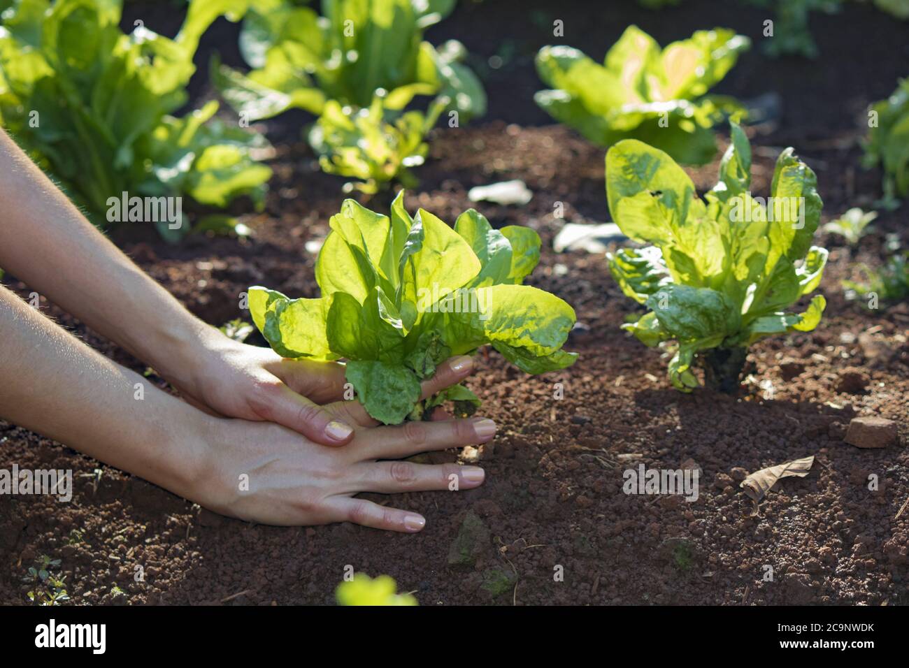 Agriculture. Growing plants. Plant seedling. Farmer´s hand holding ...