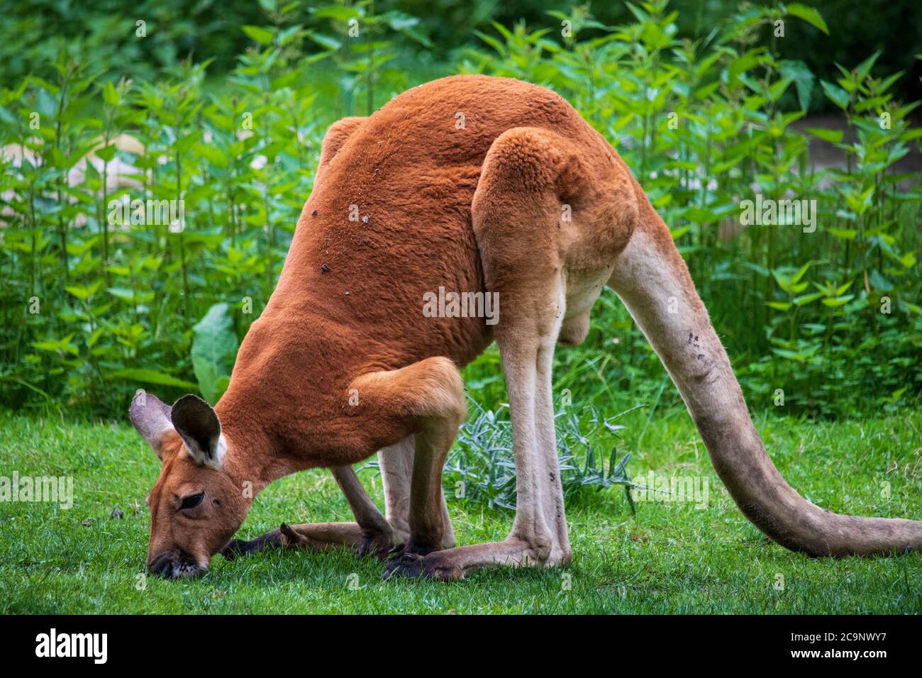 Kangaroo on the green grass in the botanical garden Stock Photo - Alamy