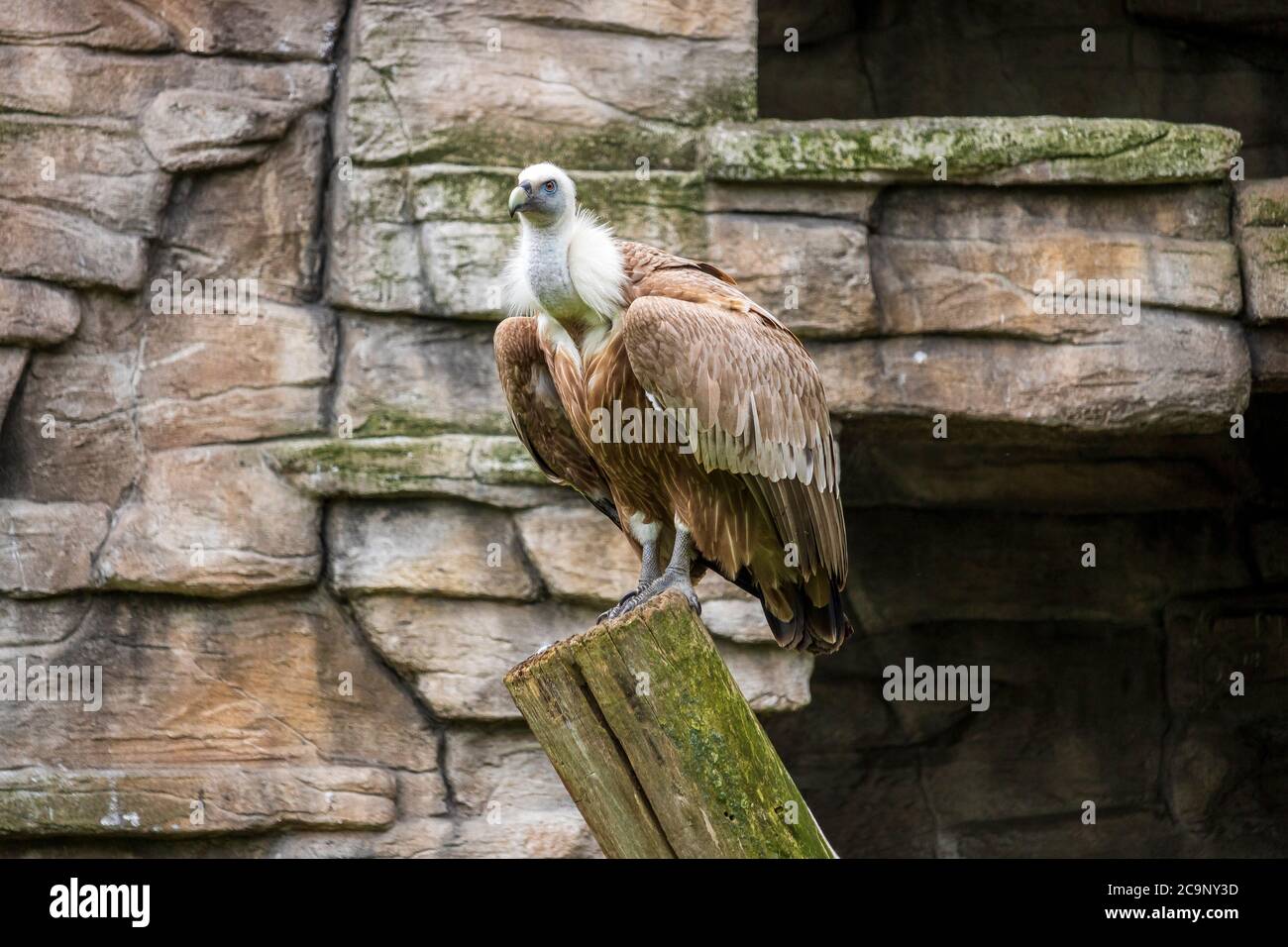 Vulture in the Polish zoo Stock Photo - Alamy