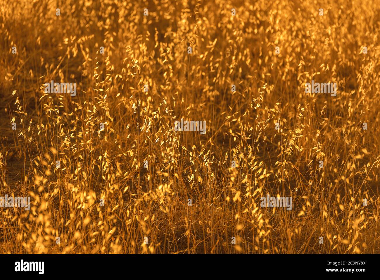 backlit plants in summer field Stock Photo - Alamy