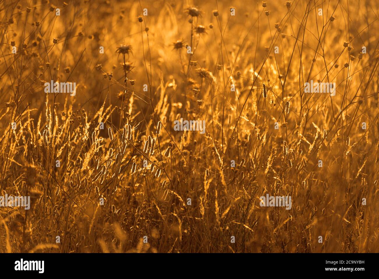 Blue avena grass hi-res stock photography and images - Alamy