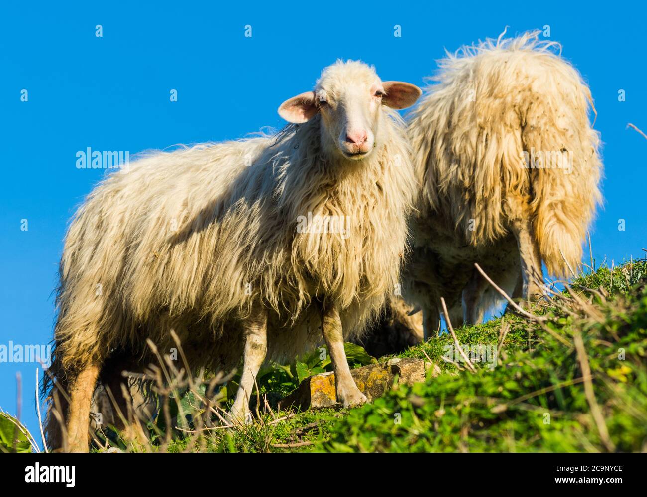 Mule with sheep dog hi-res stock photography and images - Alamy