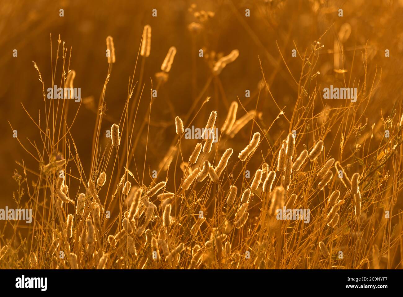 backlit plants in summer field Stock Photo - Alamy