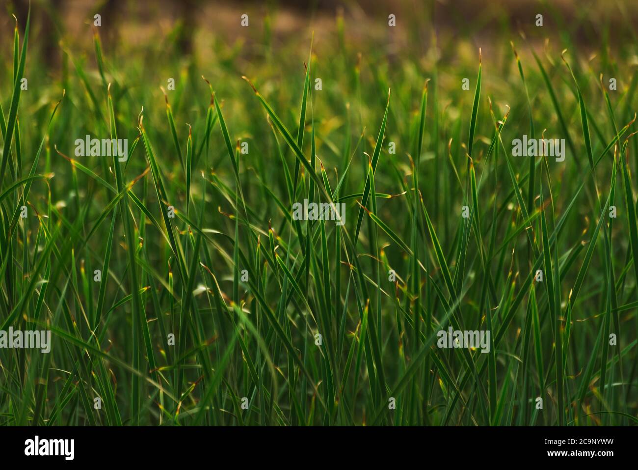 reed leaves vegetation near lake Stock Photo - Alamy