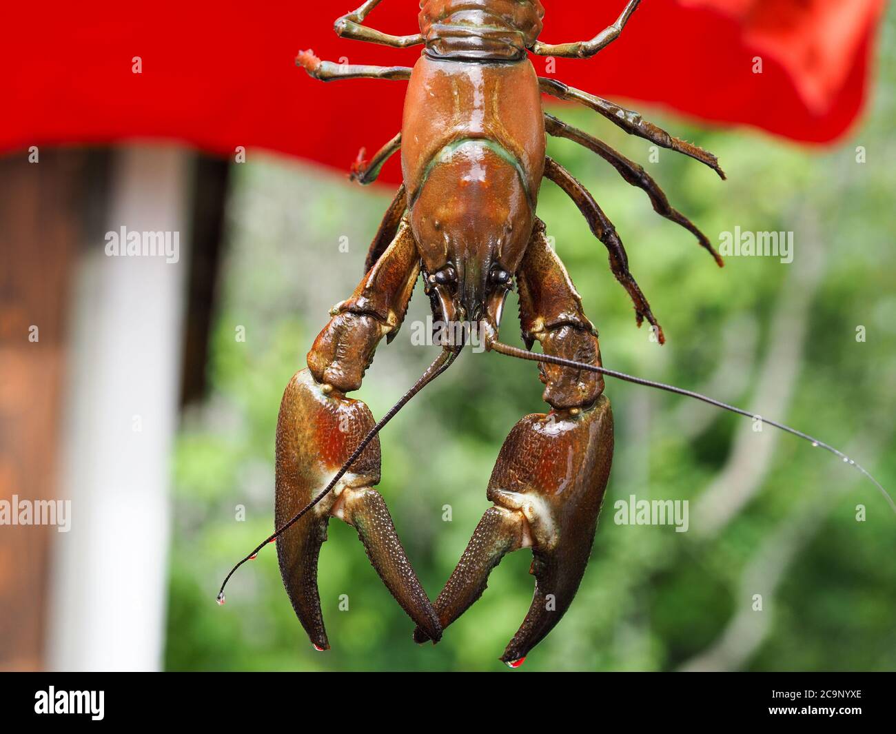 Pacifastacus Leniusculus High Resolution Stock Photography and Images ...