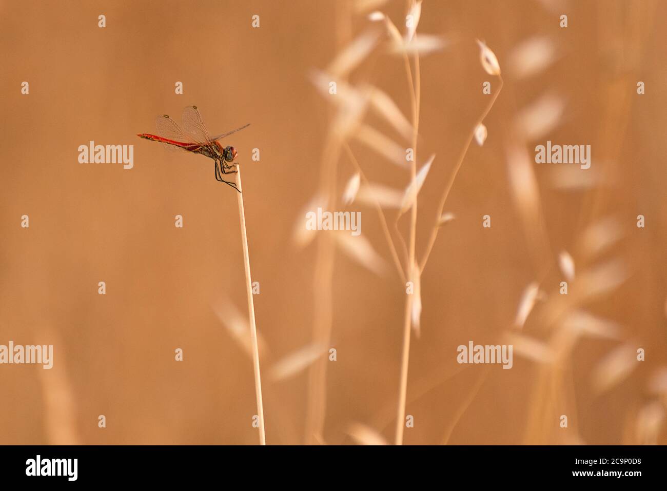 one dragonfly resting on a plant Stock Photo - Alamy