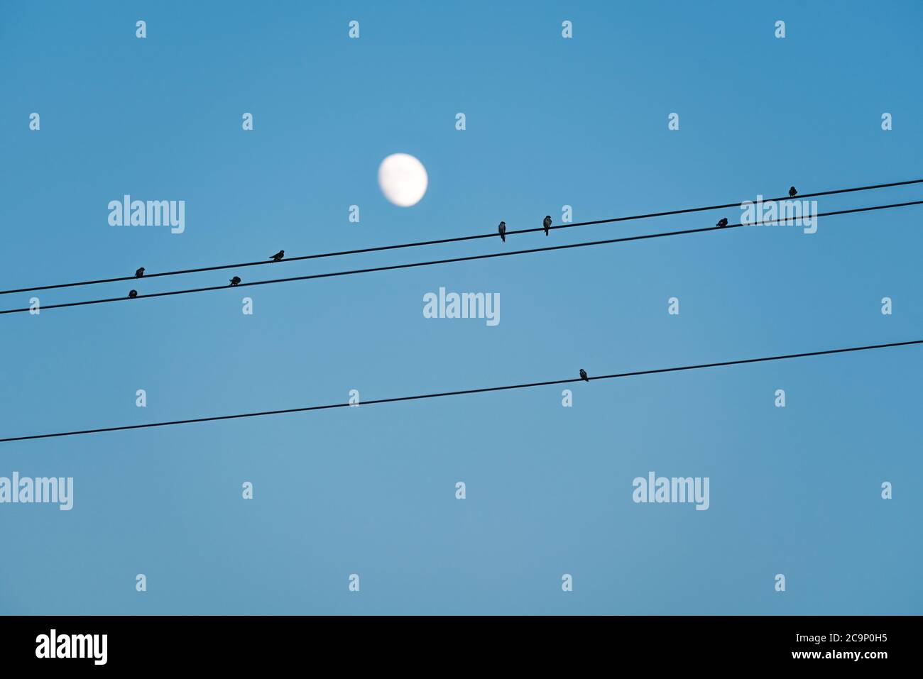 Birds on electrical cables hi-res stock photography and images - Alamy