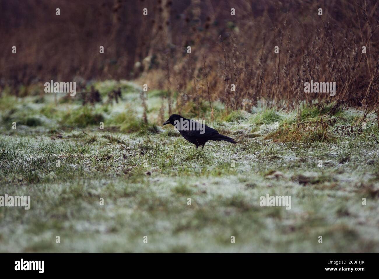 Black crow on a frozen grass meadow in London Stock Photo - Alamy