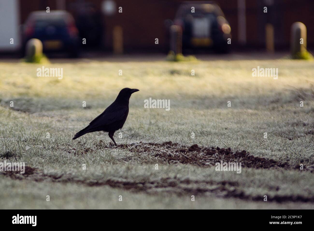 Black crow on a frozen grass meadow in London Stock Photo - Alamy