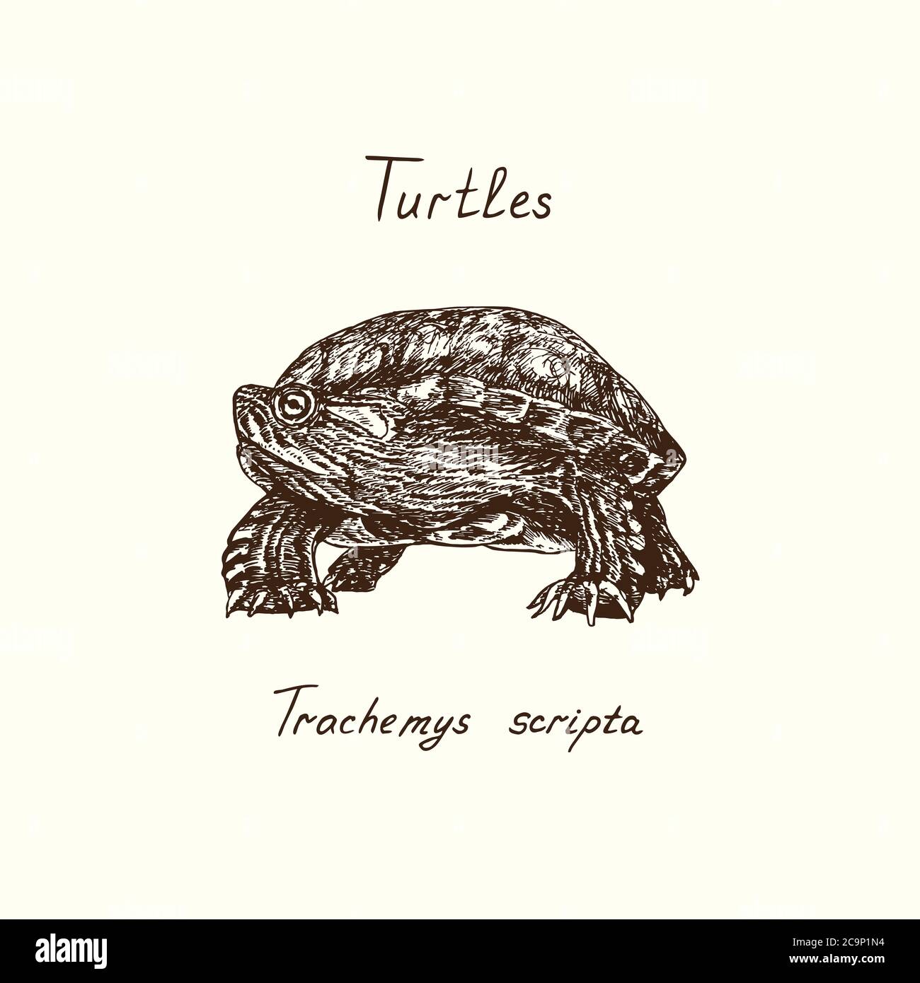 Black tortoise china hi-res stock photography and images - Alamy