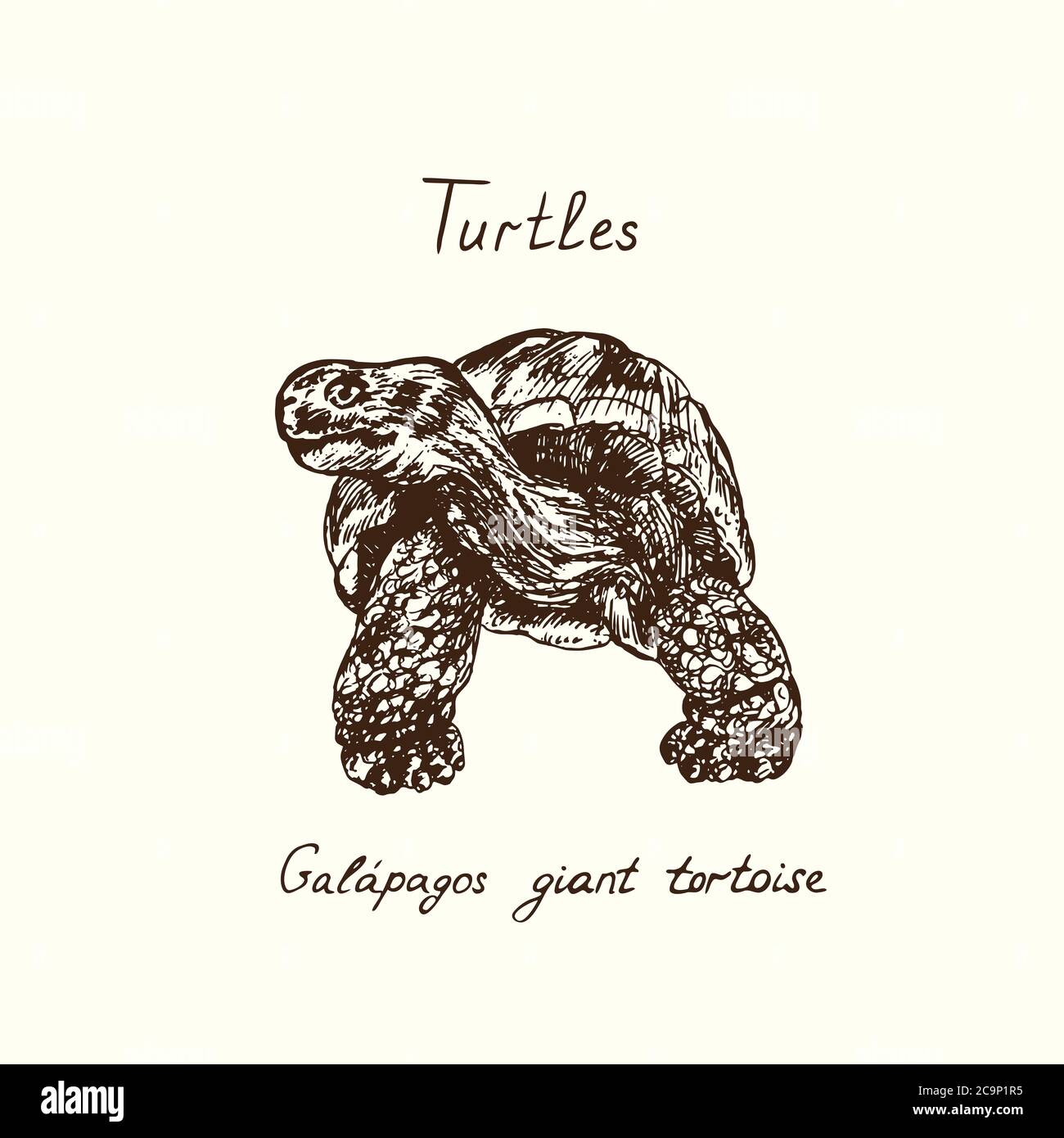 Tutles collection, Chelonoidis-nigra (Galápagos tortoise complex ...