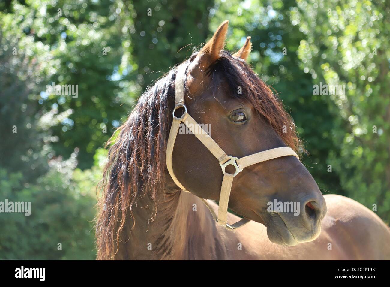 Close-up portrait of a young morgan breed stallion portrait in the ...