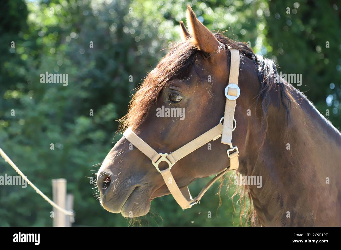 Close-up portrait of a young morgan breed stallion portrait in the ...