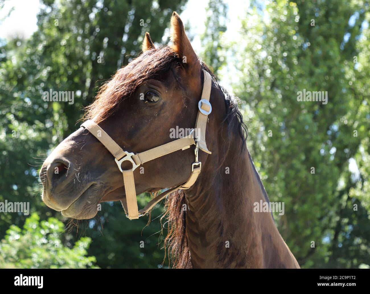 American morgan breed hi-res stock photography and images - Alamy
