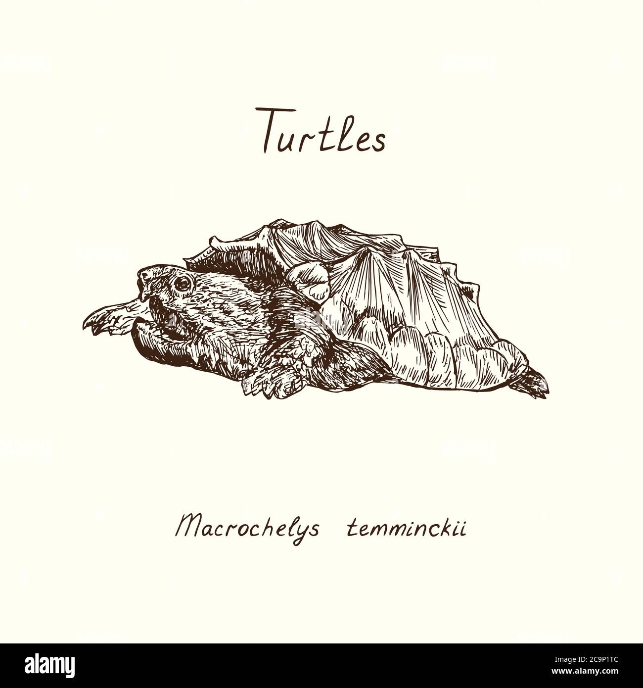 How To Draw A Alligator Snapping Turtle Step By Step