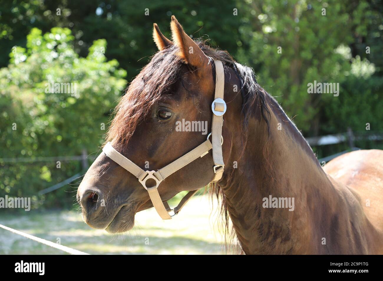 Close-up portrait of a young morgan breed stallion portrait in the ...