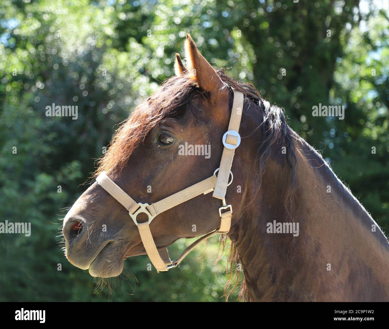 Close-up portrait of a young morgan breed stallion portrait in the ...