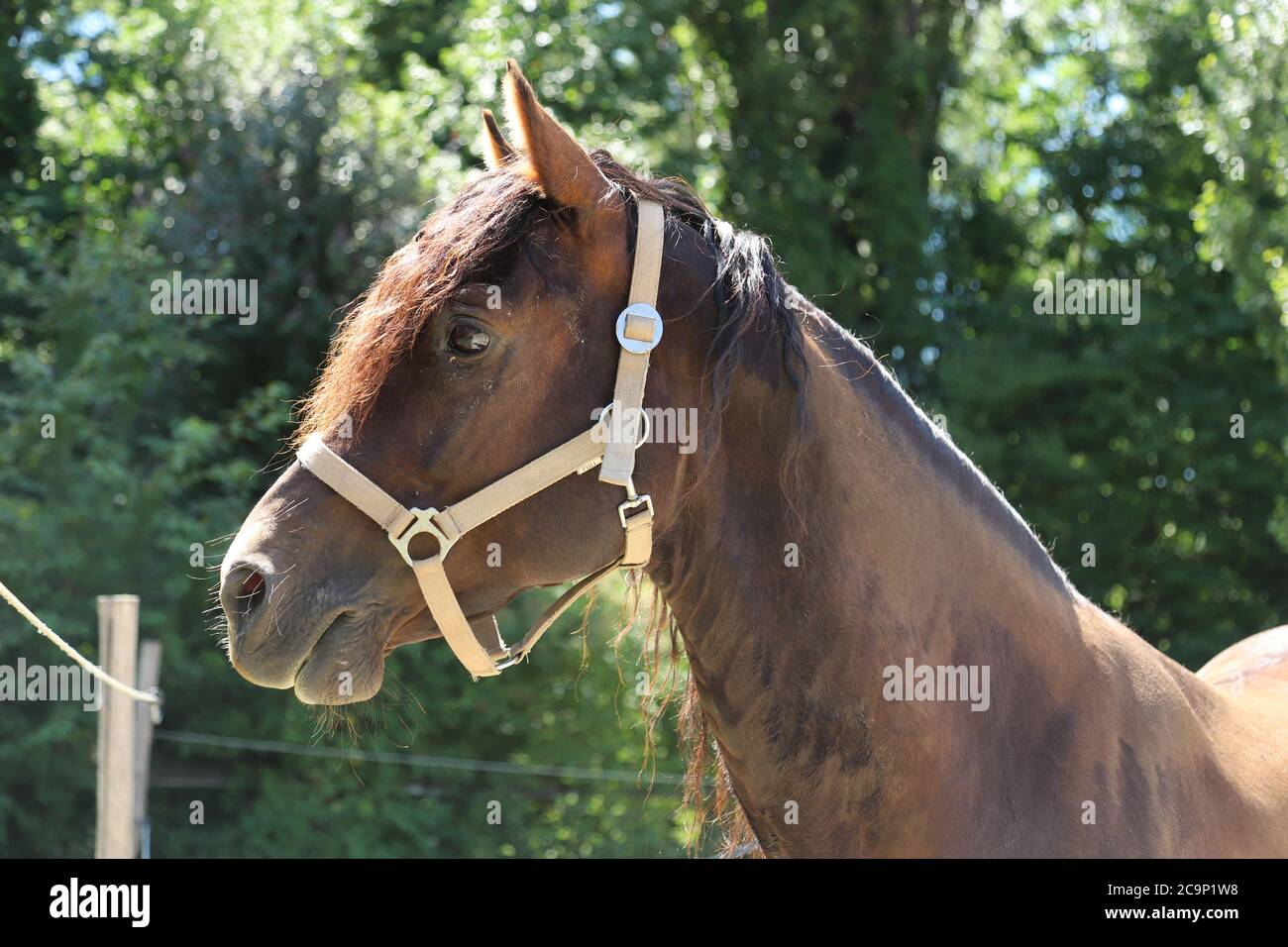 Close-up portrait of a young morgan breed stallion portrait in the ...