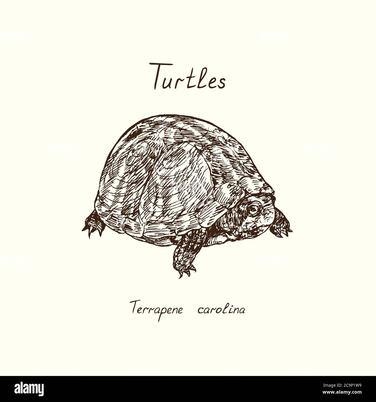 Tutles collection, common box turtle (Terrapene carolina), hand drawn ...