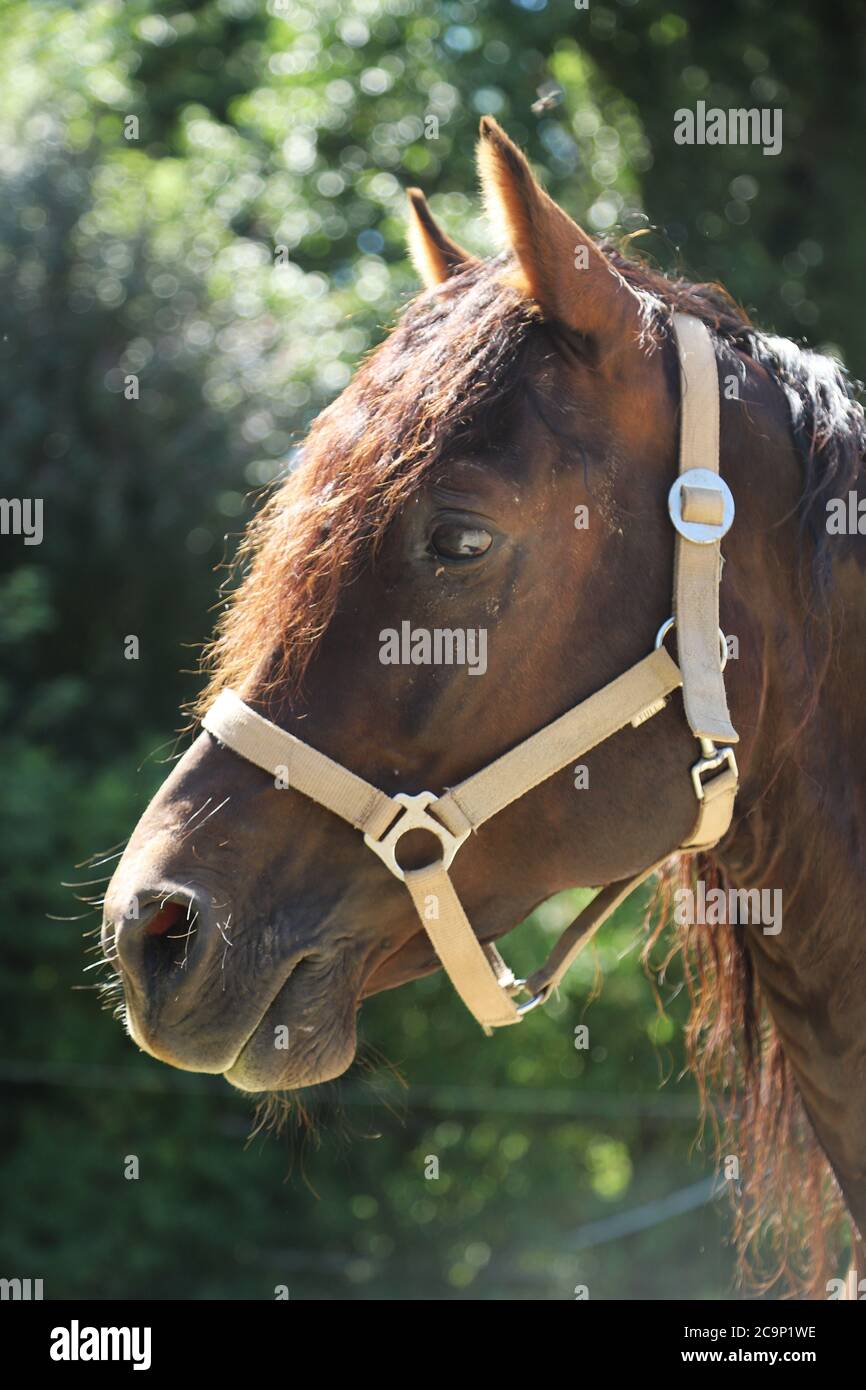 American morgan breed hi-res stock photography and images - Alamy