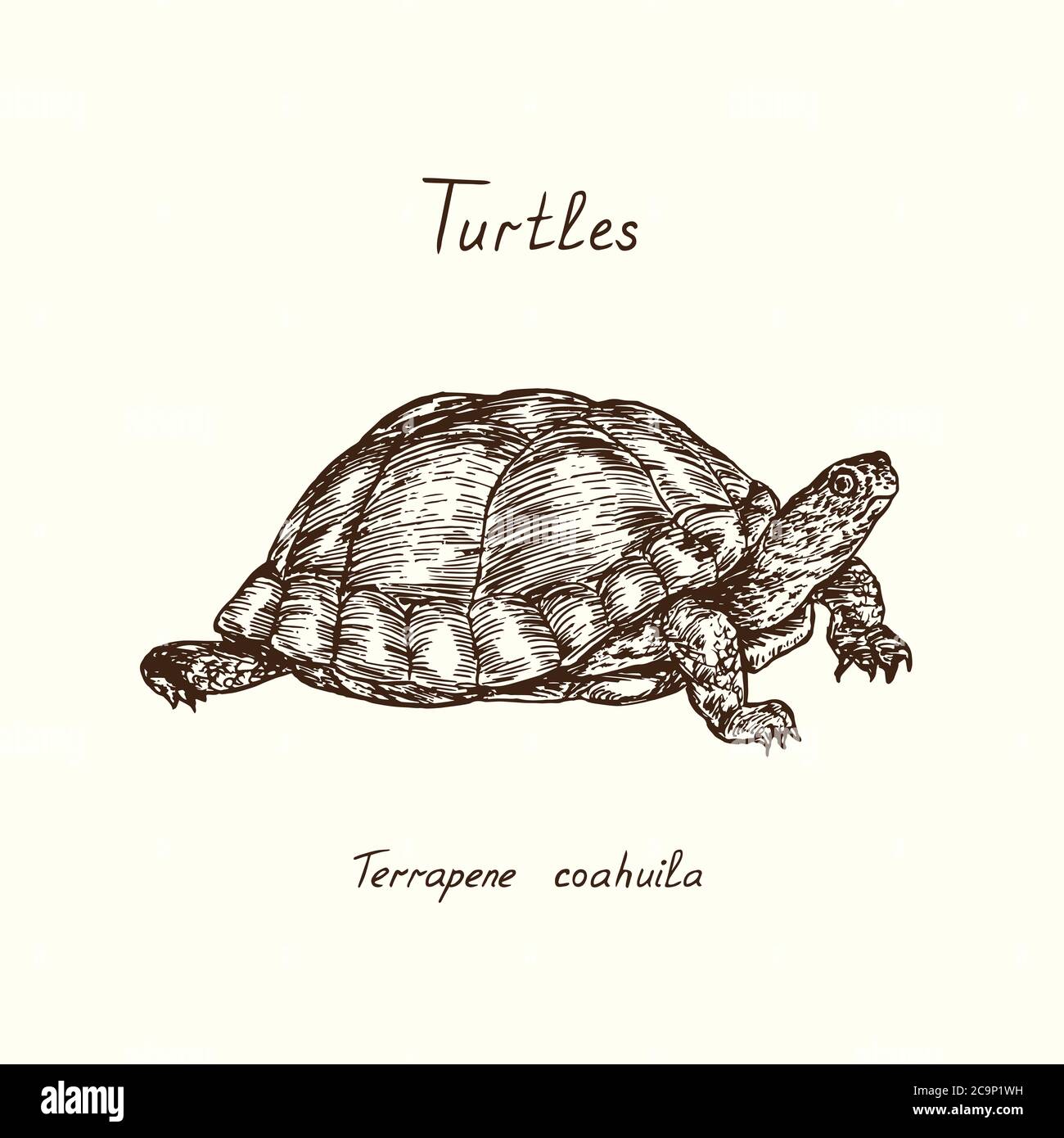 Box Turtle Silhouette Eastern Box Turtle Pencil Sketch P26 | Bohan Art