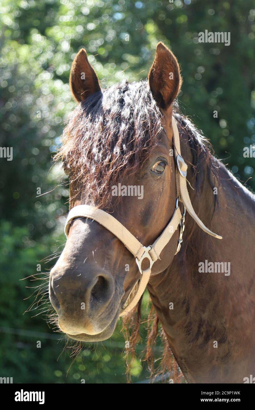 Close-up portrait of a young morgan breed stallion portrait in the ...