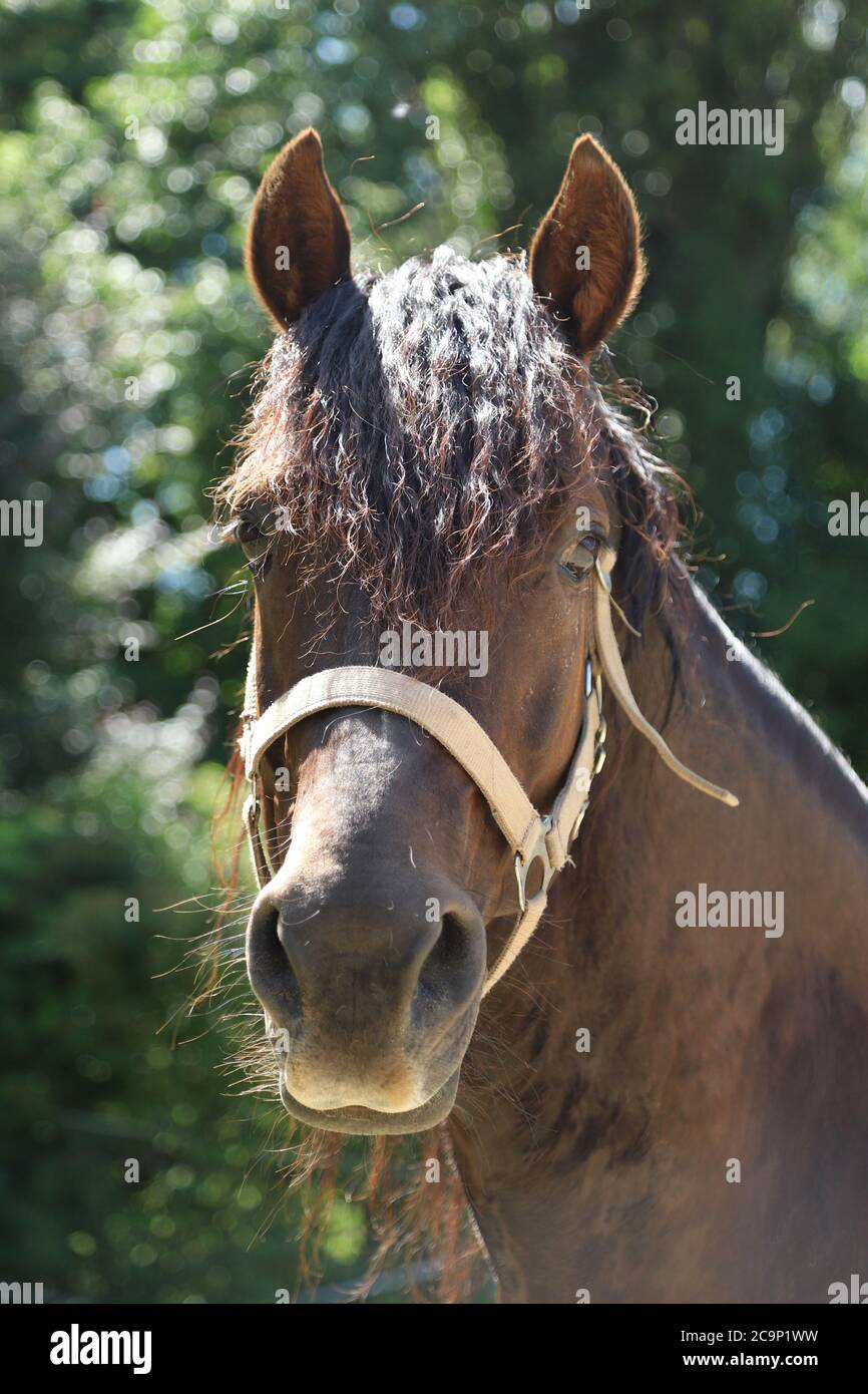 Close-up portrait of a young morgan breed stallion portrait in the ...
