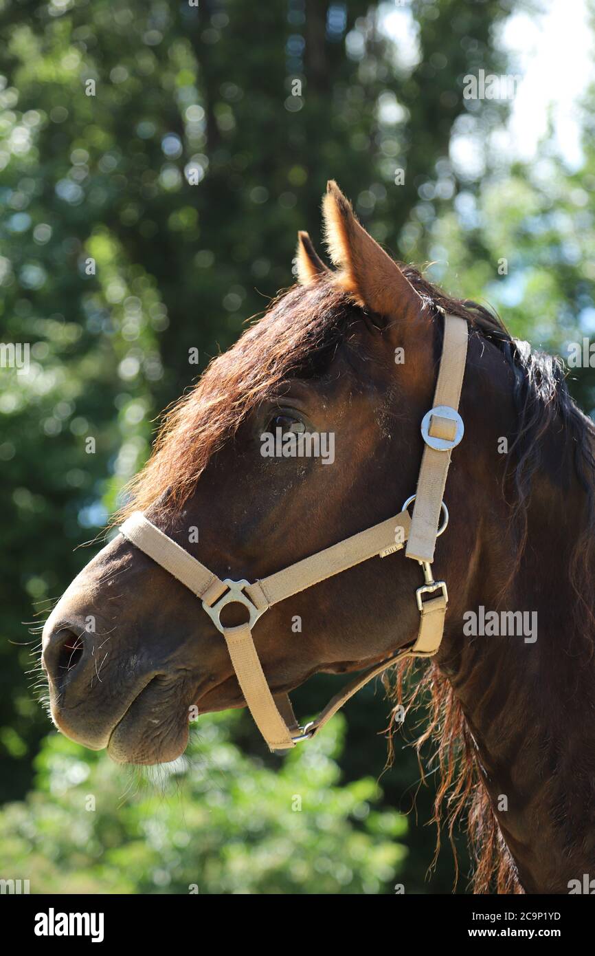 American morgan breed hi-res stock photography and images - Alamy