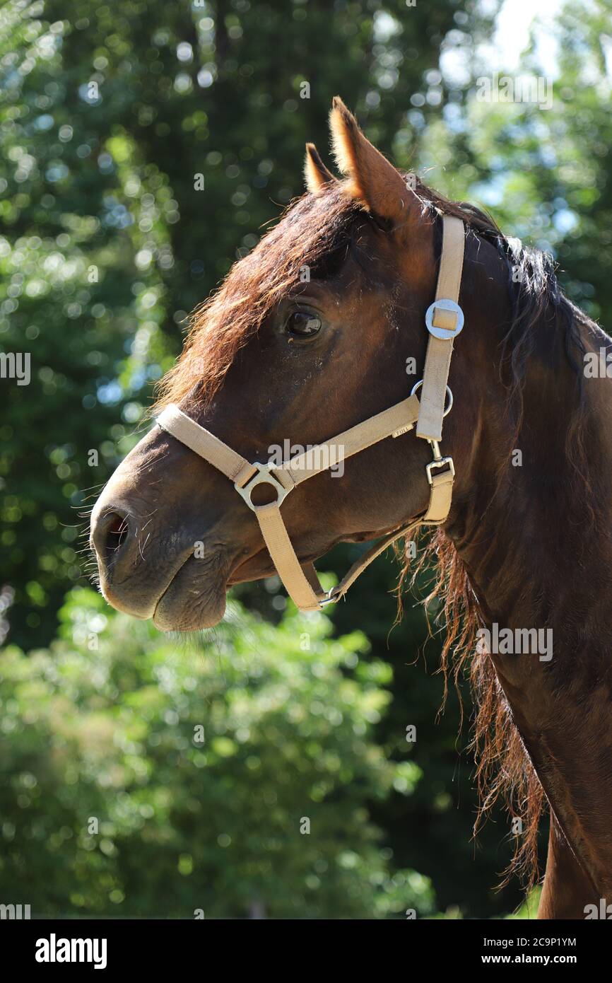 Close-up portrait of a young morgan breed stallion portrait in the ...