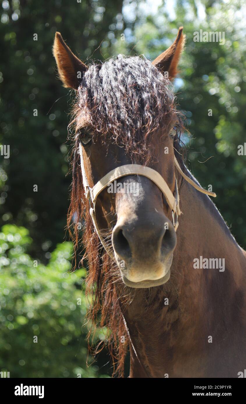 Morgan breed hi-res stock photography and images - Alamy