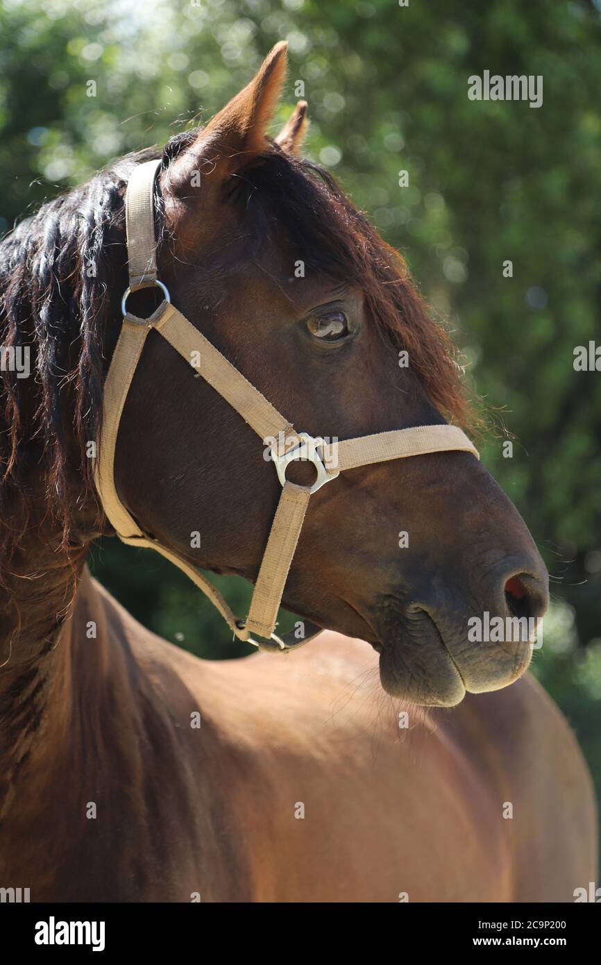 American morgan breed hi-res stock photography and images - Alamy