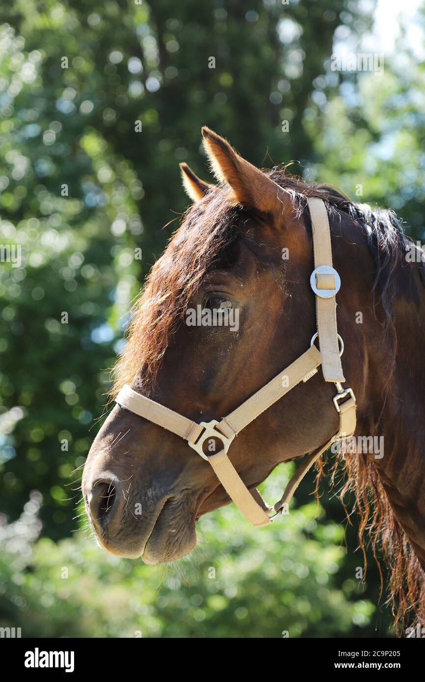 Close-up portrait of a young morgan breed stallion portrait in the ...