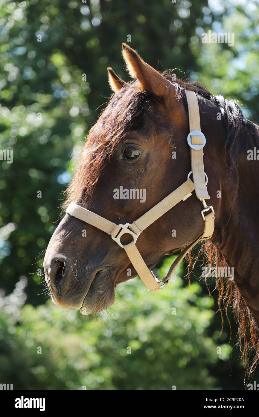 Close-up portrait of a young morgan breed stallion portrait in the ...