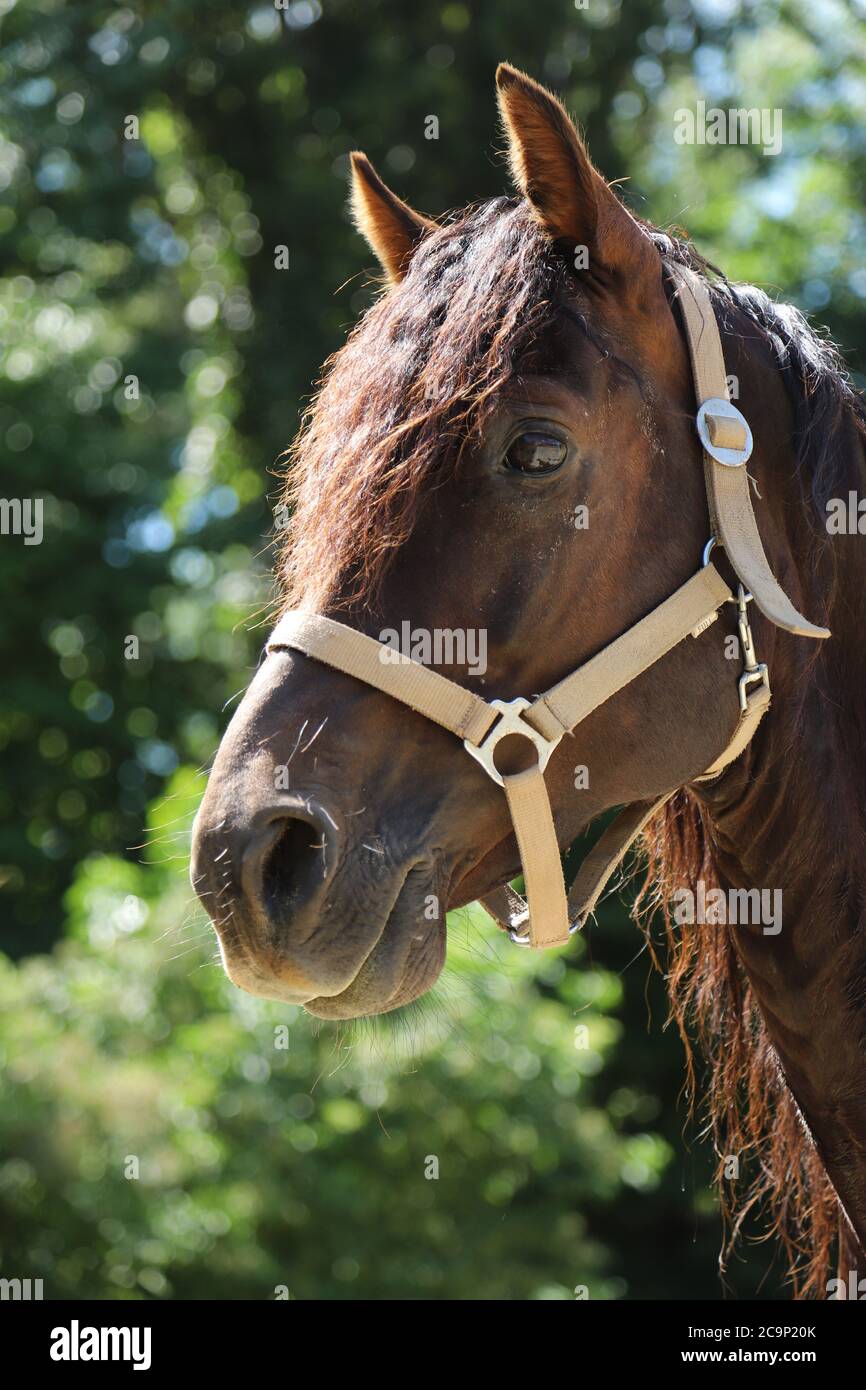 Headshot of a beautiful stallion. Adult morgan horse standing in summer ...