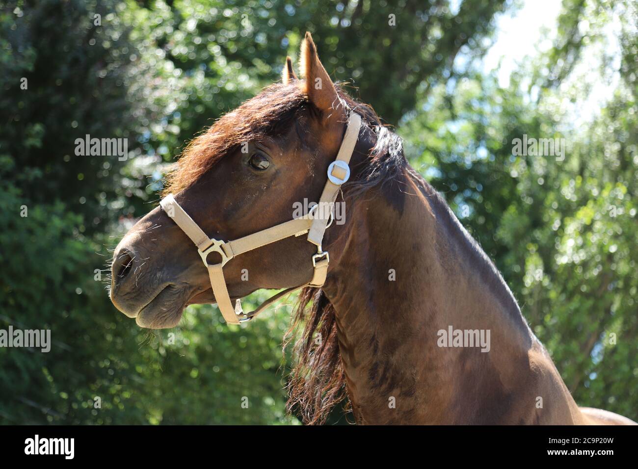 Headshot of a beautiful stallion. Adult morgan horse standing in summer ...