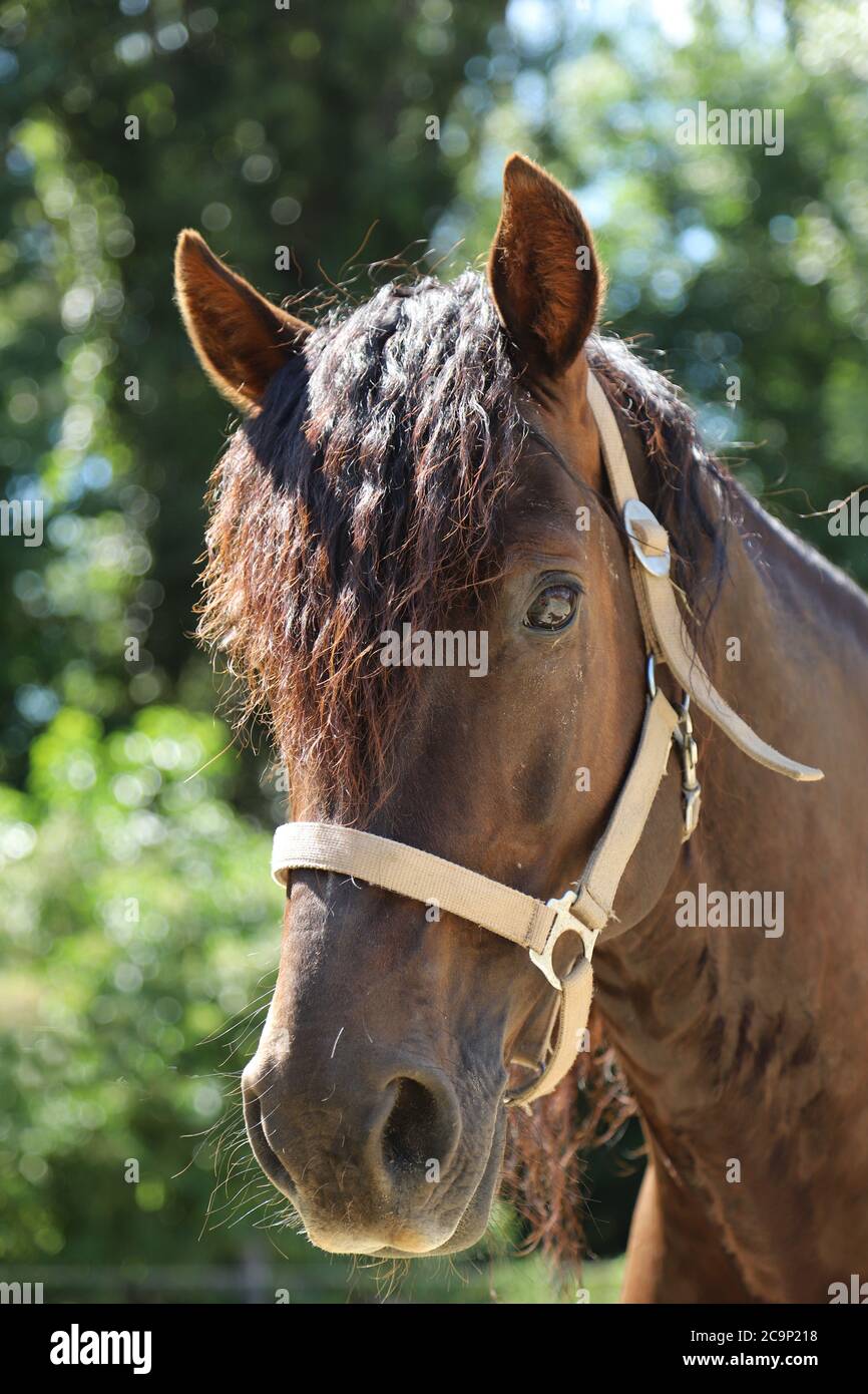 Beautiful morgan horse hi-res stock photography and images - Alamy