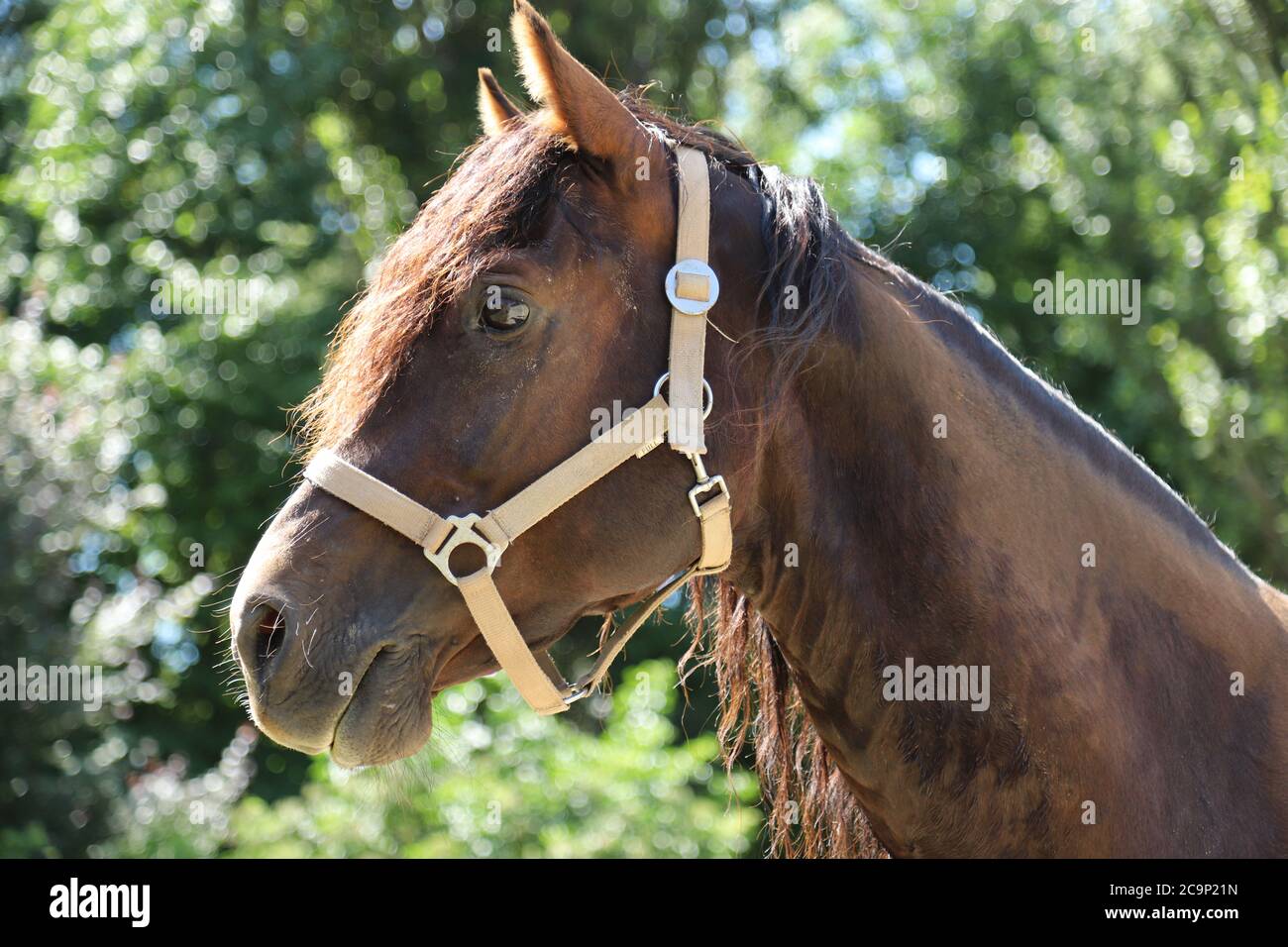 Headshot of a beautiful stallion. Adult morgan horse standing in summer ...