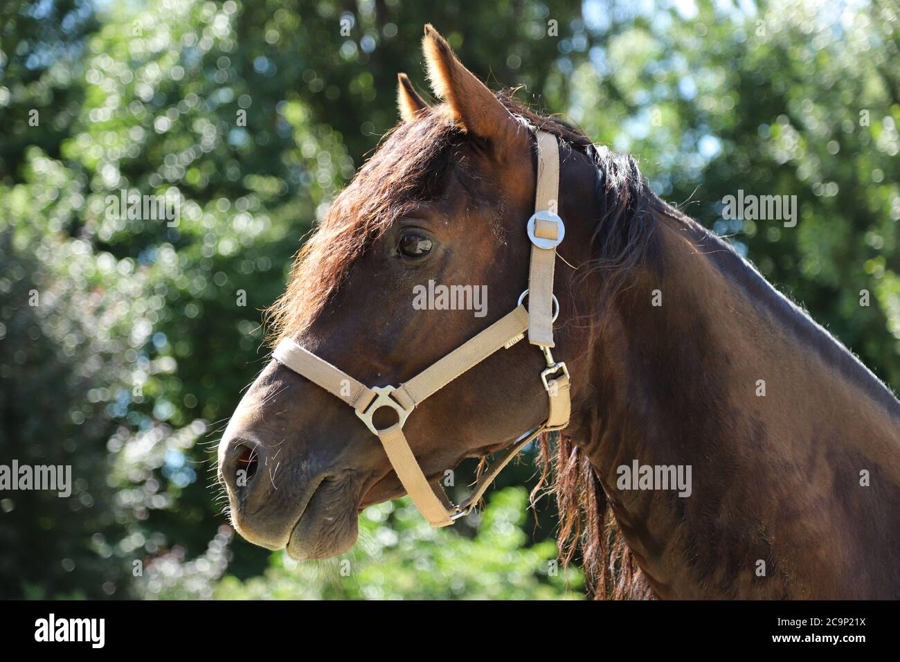 Headshot of a beautiful stallion. Adult morgan horse standing in summer ...