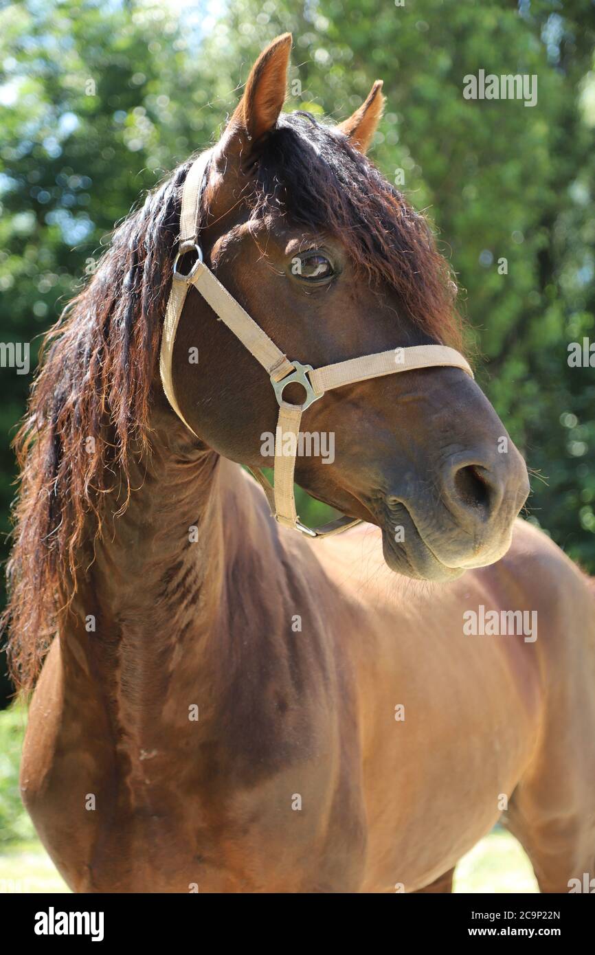 Headshot of a beautiful stallion. Adult morgan horse standing in summer ...