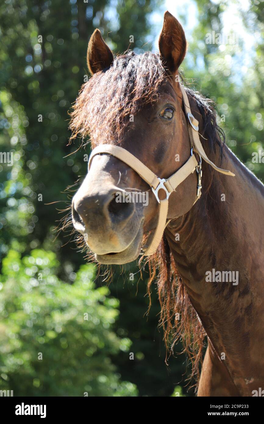 Headshot of a beautiful stallion. Adult morgan horse standing in summer ...