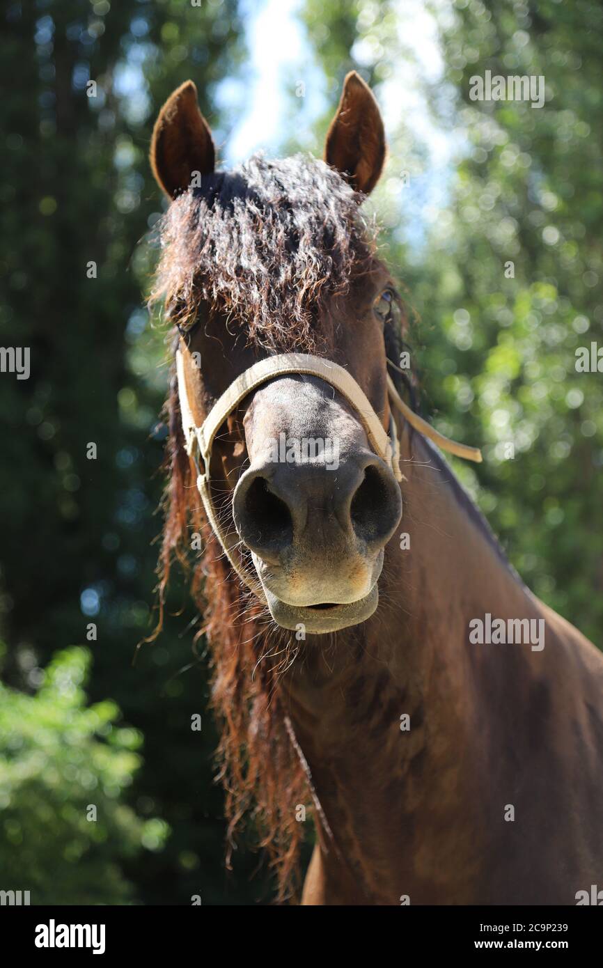 Headshot of a beautiful stallion. Adult morgan horse standing in summer ...