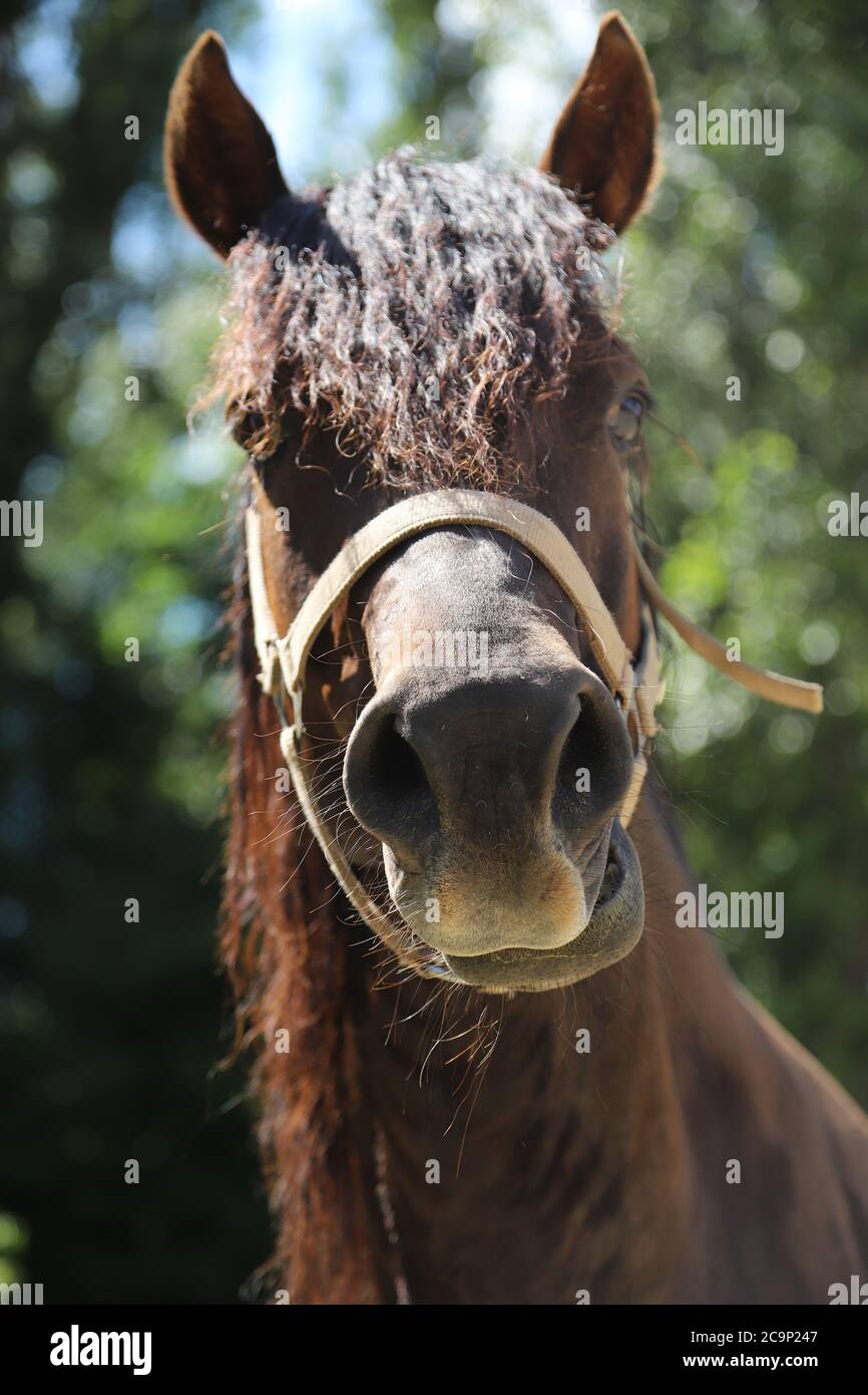 Headshot of a beautiful stallion. Adult morgan horse standing in summer ...