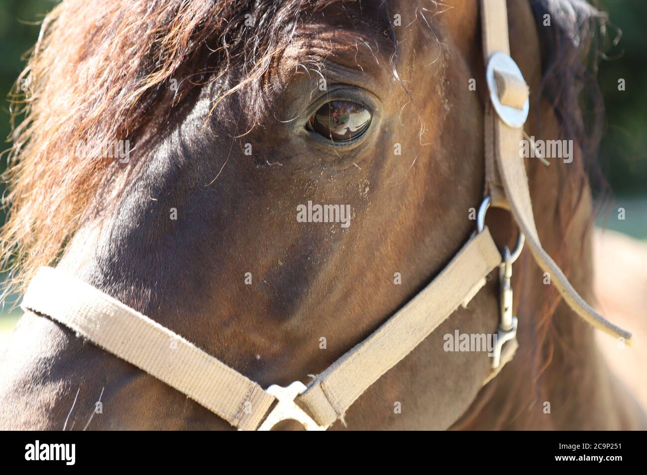 Beautiful morgan horse hi-res stock photography and images - Alamy