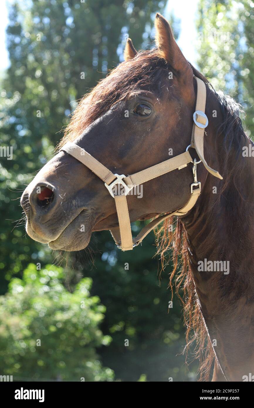 Headshot of a beautiful stallion. Adult morgan horse standing in summer ...