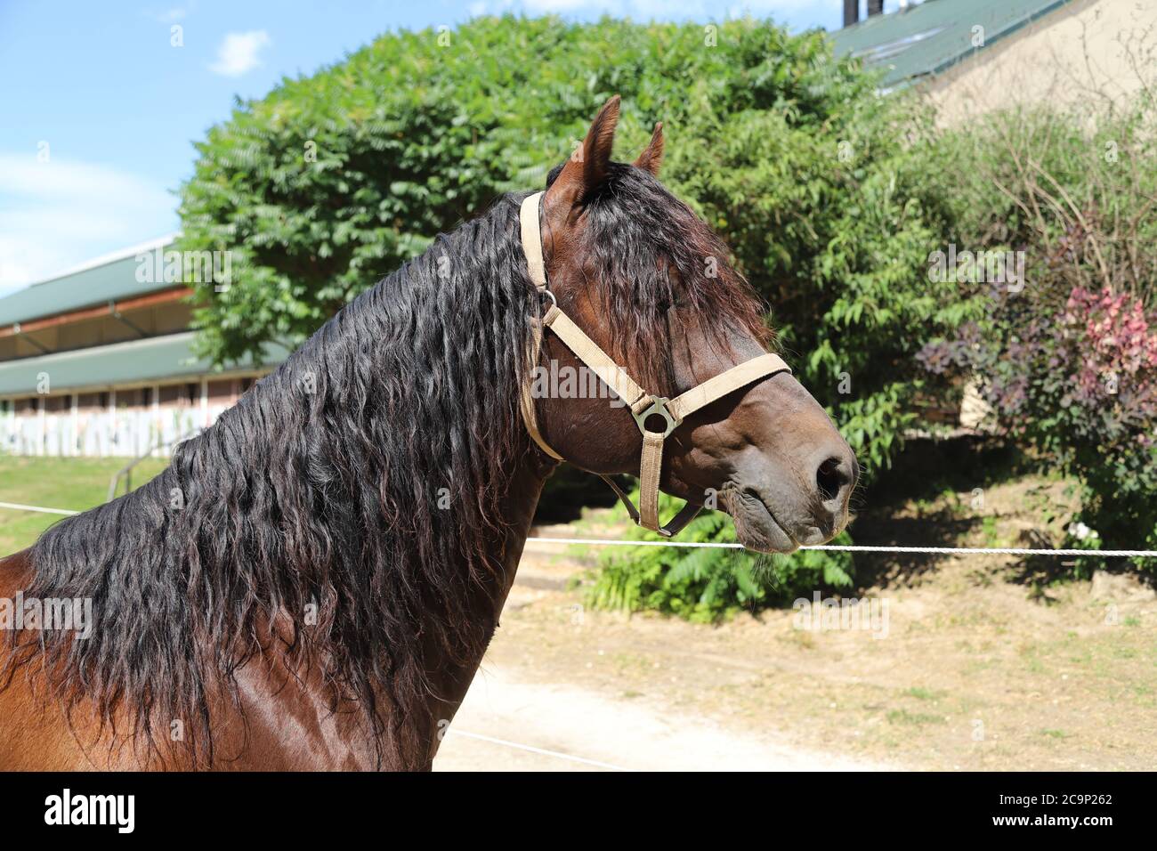 Headshot of a beautiful stallion. Adult morgan horse standing in summer ...