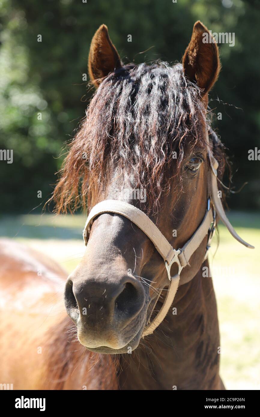 American quarter horse chestnut adult hi-res stock photography and ...